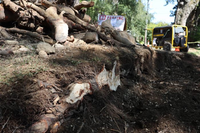 Root Pruning & Sidewalk Repair | Root Cause LLC Seattle, WA
