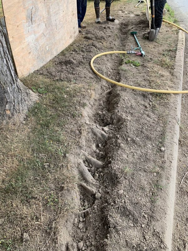 Root Cause Seattle | Tree Protection Services | Air Excavation